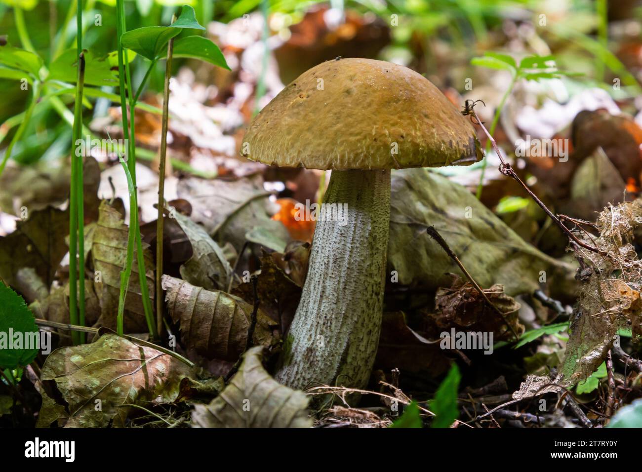 Edible mushroom Leccinum scabrum in the birch forest. Known as birch ...