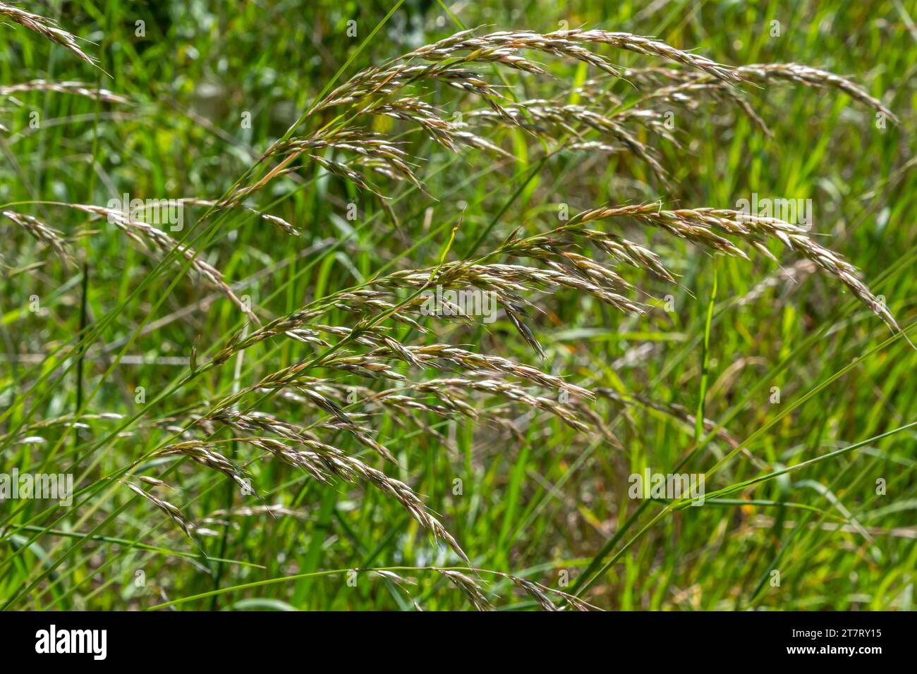 Anthoxanthum odoratum Poaceae family plant in spring at flowering time ...