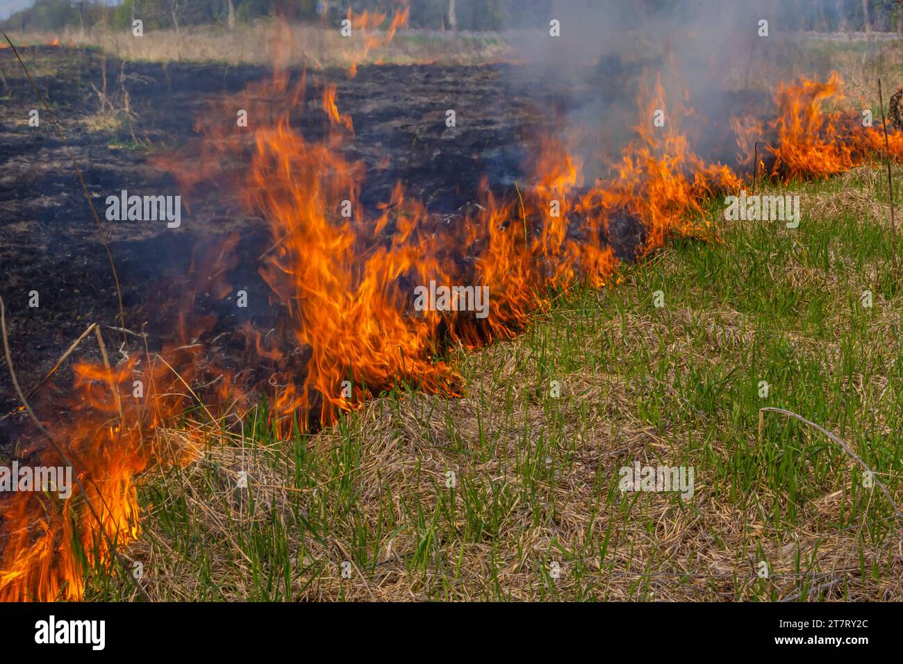 Burning old dry grass in garden. Flaming dry grass on a field. Forest ...