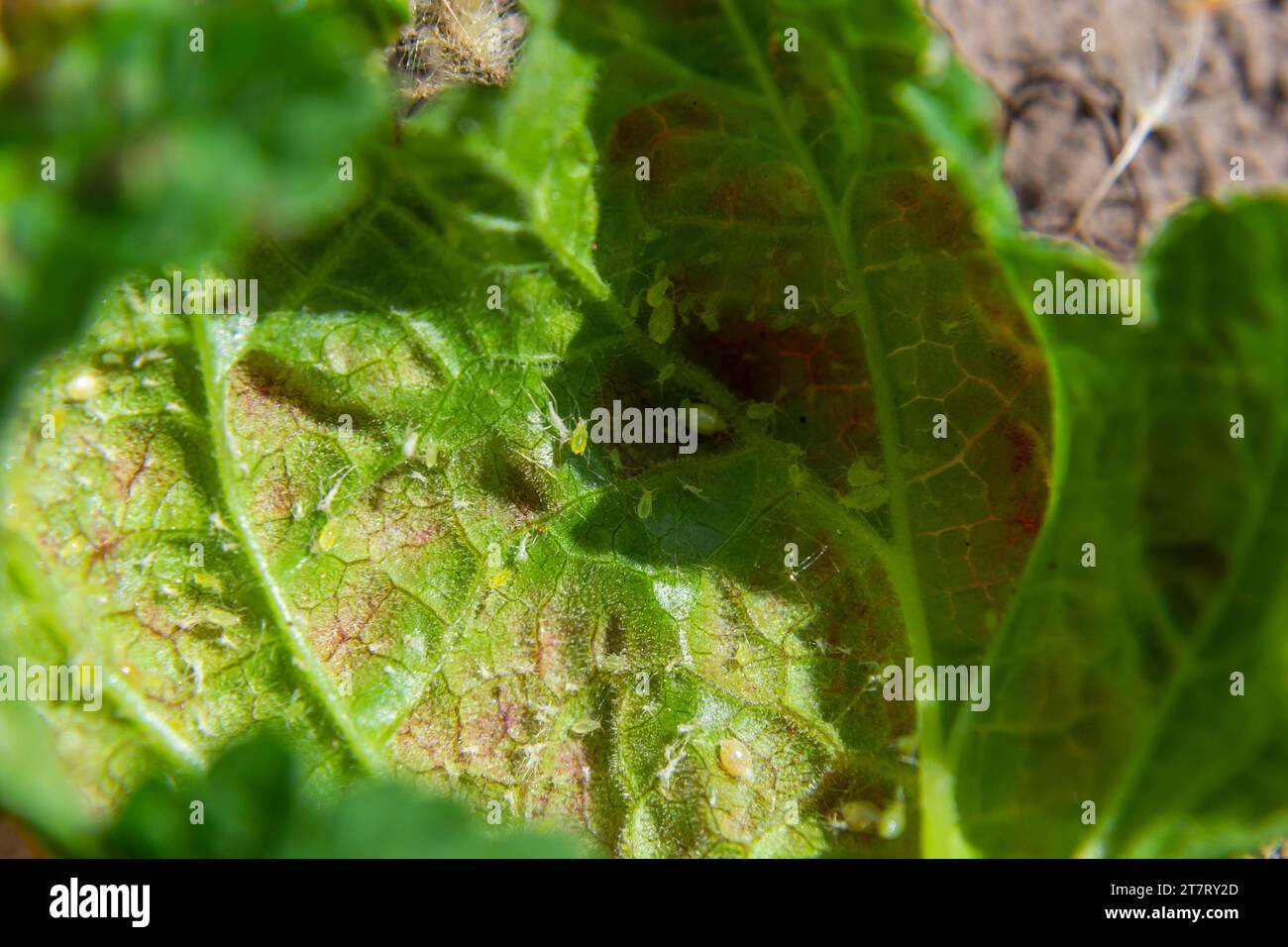 Aphids curled foliage, close up Leaf curled on cherry tree, Prunus sp ...