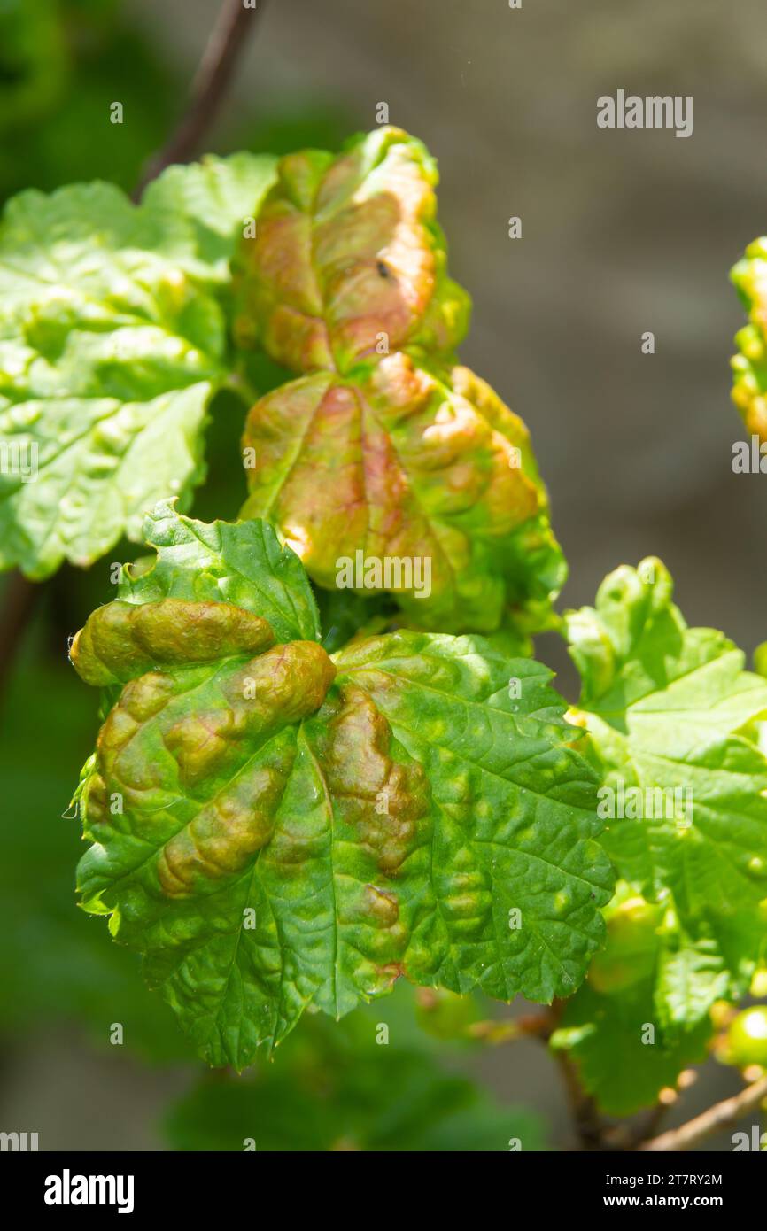 Aphids curled foliage, close up Leaf curled on cherry tree, Prunus sp ...