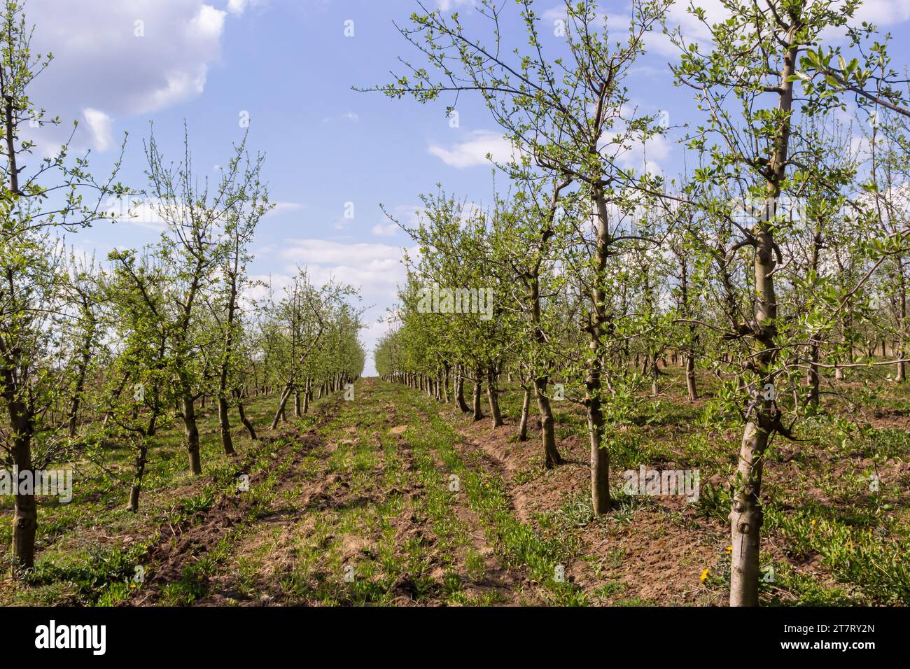 Orchard farm hi-res stock photography and images - Alamy