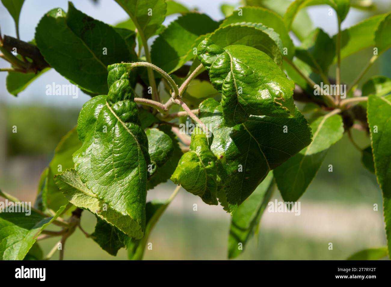 Branch of fruit tree with wrinkled leaves affected by black aphid ...