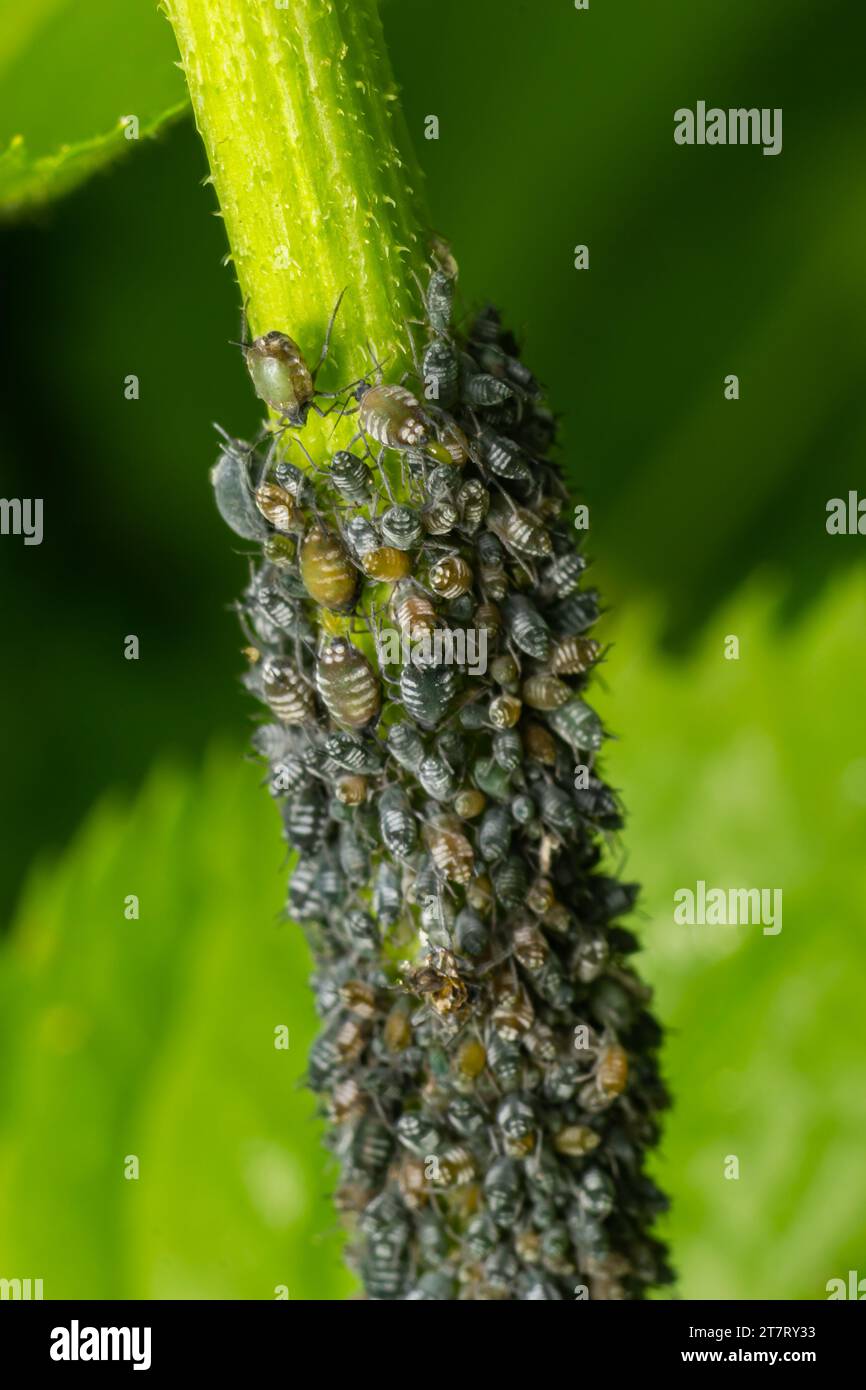 Aphids curled foliage, close up Leaf curled on cherry tree, Prunus sp ...