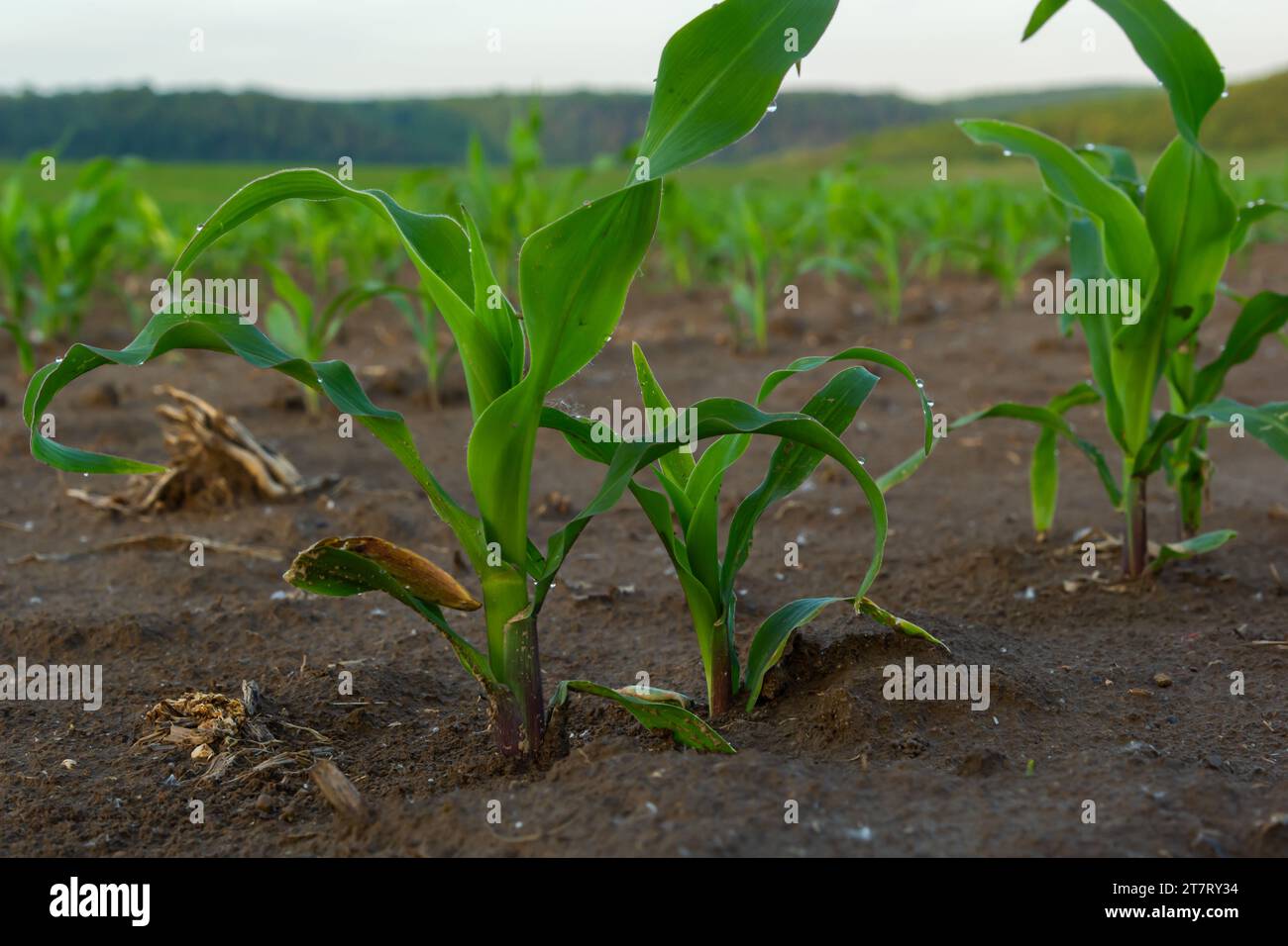 close up of a healthy young cornstalk in a cornfield with soil dry and ...