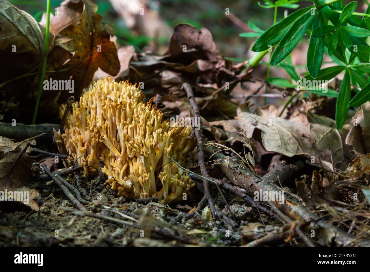 Ramaria stricta mushrooms growing in the forest. Ramaria Stricta Stock ...