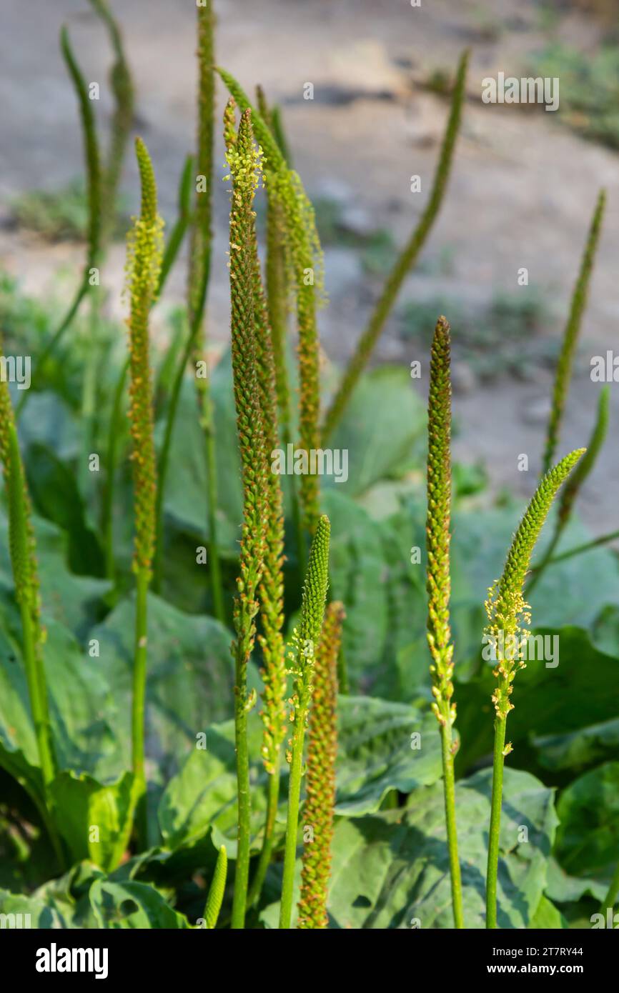 Plantain flowering plant with green leaf. Plantago major leaves and ...