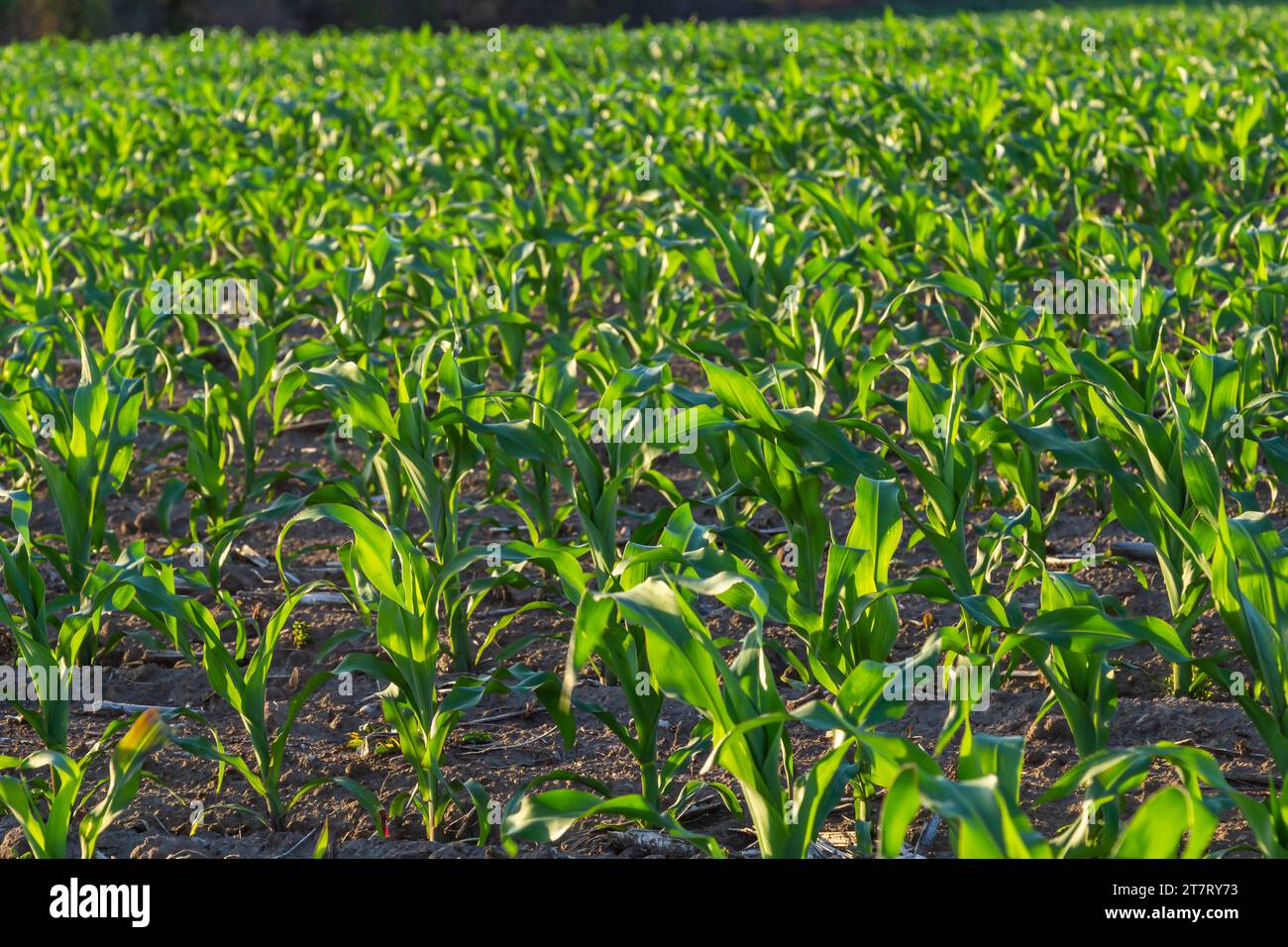 close up of a healthy young cornstalk in a cornfield with soil dry and ...