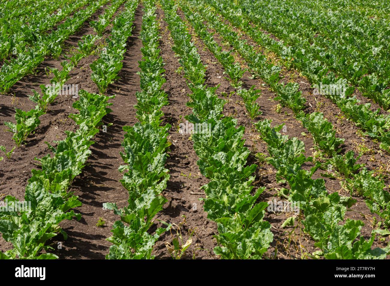 Agricultural scenery of of sweet sugar beet field. Sugar beets are ...