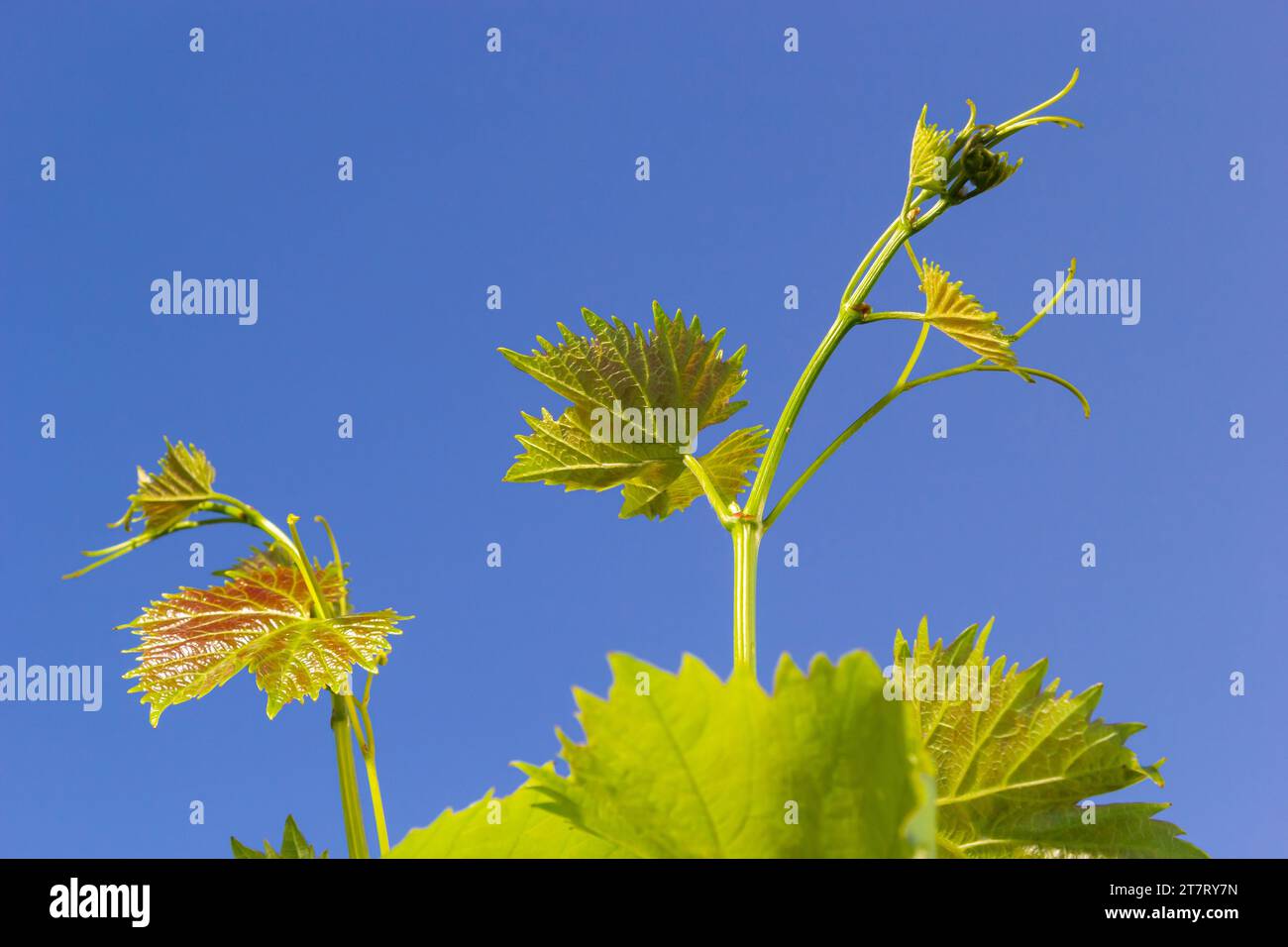 Young fresh vine leaves in hi-res stock photography and images - Alamy