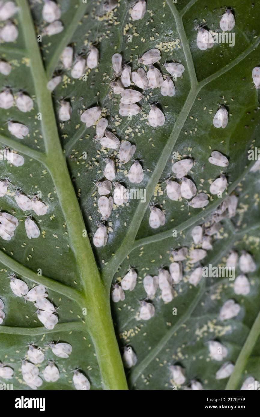 Whitefly Aleyrodes proletella agricultural pest on cabbage leaf Stock ...