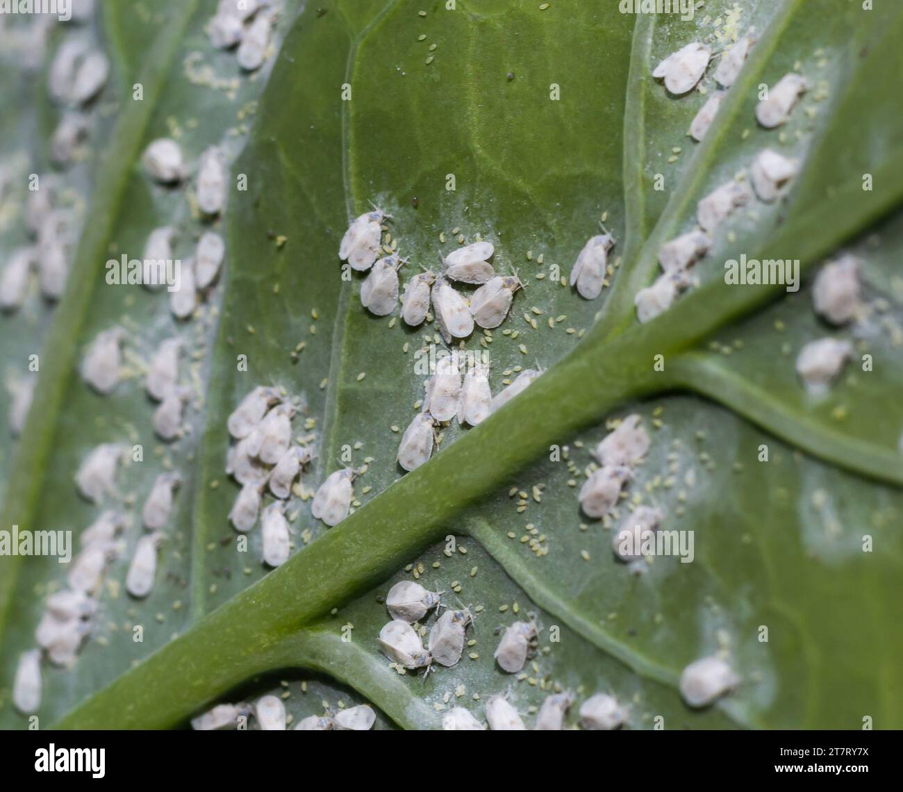 Whitefly Aleyrodes proletella agricultural pest on cabbage leaf Stock ...