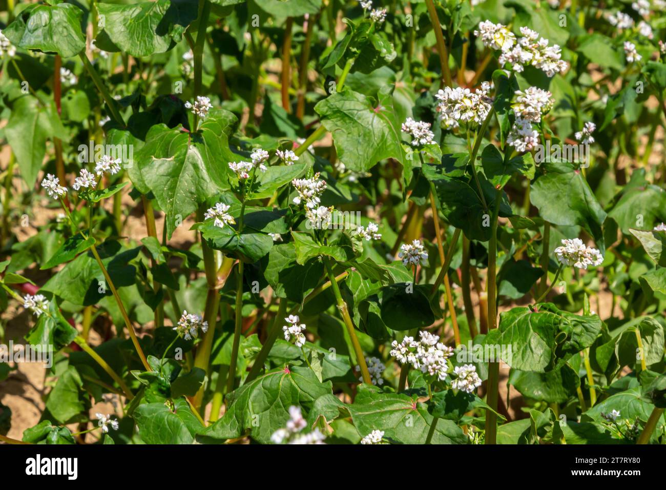 Field of buckwheat and close up of buckwheat plant. Buckwheat agriculture Stock Photo - Alamy