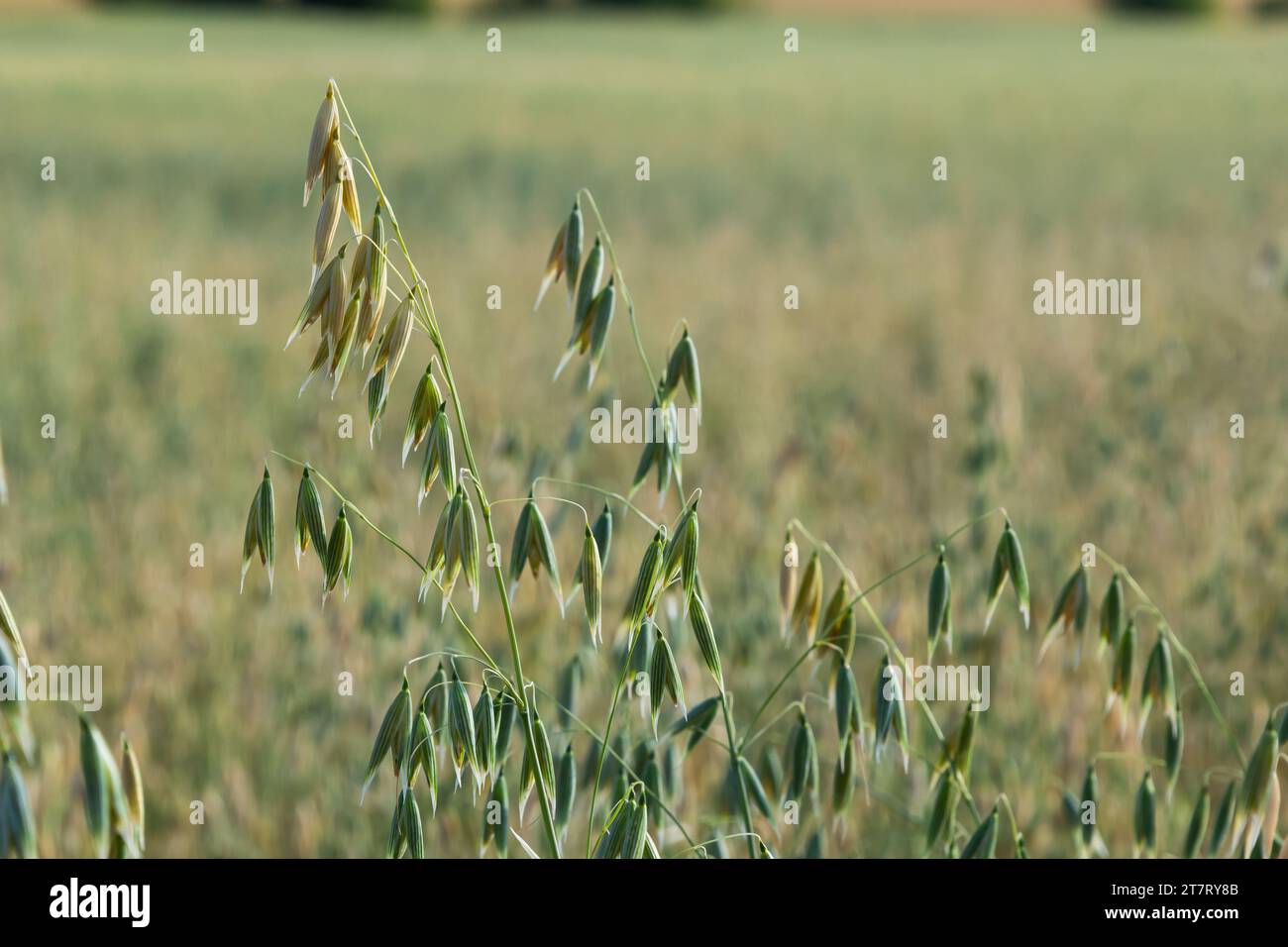 Field of young green Oats. Plantation of oats in the field - crop ...