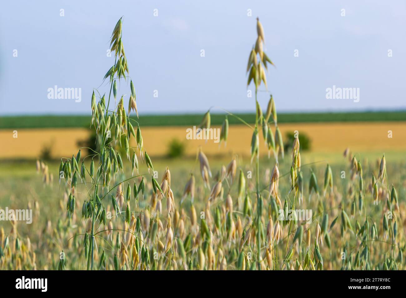 Avena sativa, Common oat, cereal grain grown for human consumption as ...