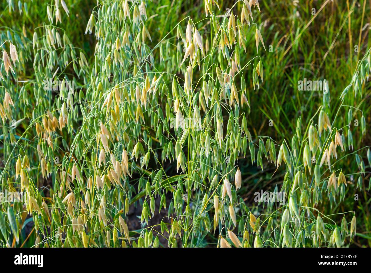 Avena sativa, Common oat, cereal grain grown for human consumption as oatmeal and rolled oat ...