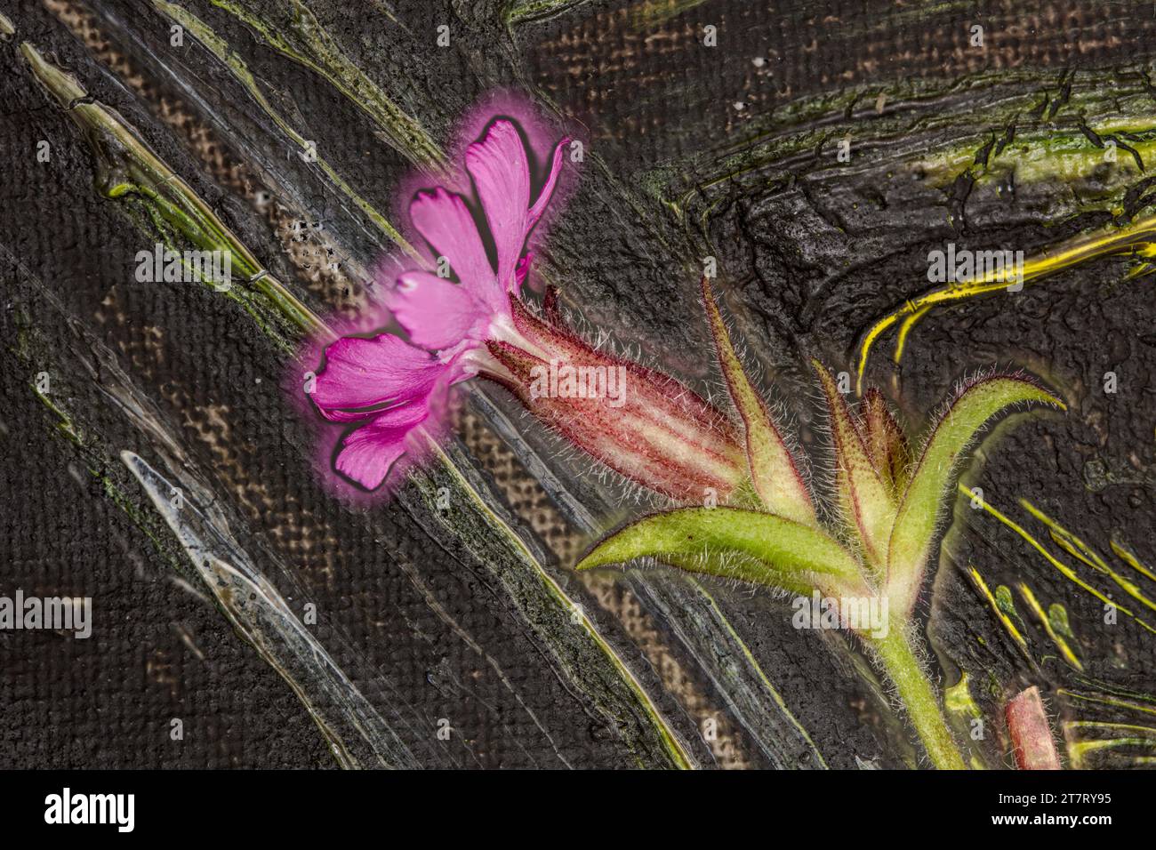 Very close up flowering plant portrait of a single bloom of Silene ...