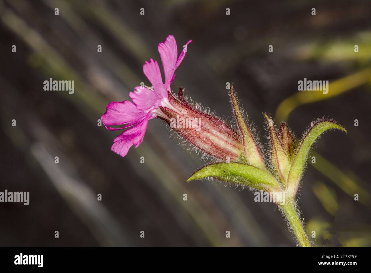 Very close up flowering plant portrait of a single bloom of Silene ...