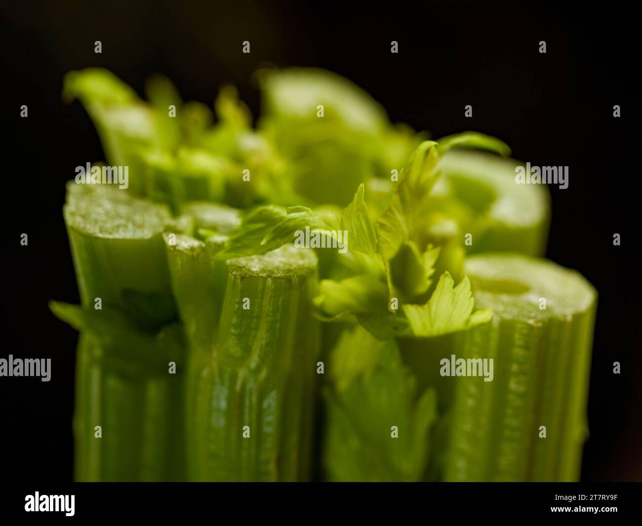 Close up food still life of crispy looking aromatic celery (Apium ...