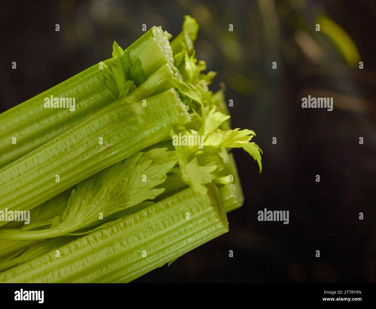 Close up food still life of crispy looking aromatic celery (Apium ...