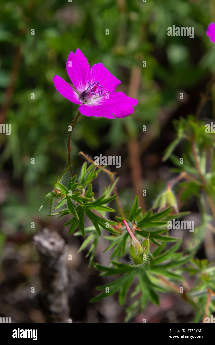 Purple flowers of Wild Geranium maculatum close up. Spring nature ...