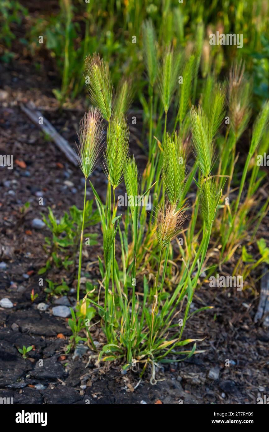 In the wild, as a weed grows barley Hordeum murinum Stock Photo - Alamy