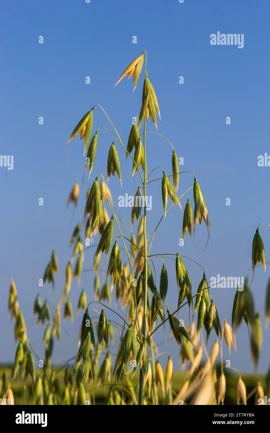 Field of young green Oats. Plantation of oats in the field - crop ...