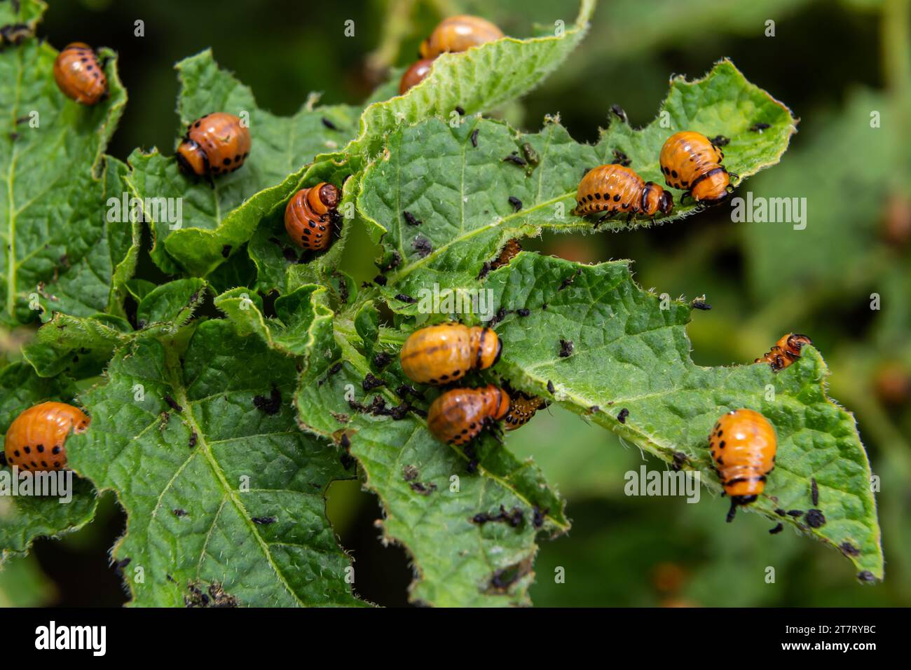 Colorado potato beetle - Leptinotarsa decemlineata on potato bushes ...