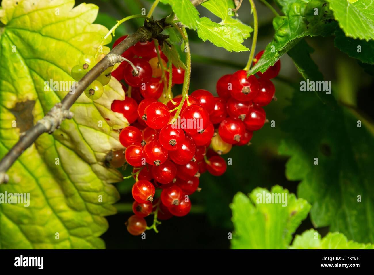 red currant grows on a bush in the garden, berry, harvest, summer ...