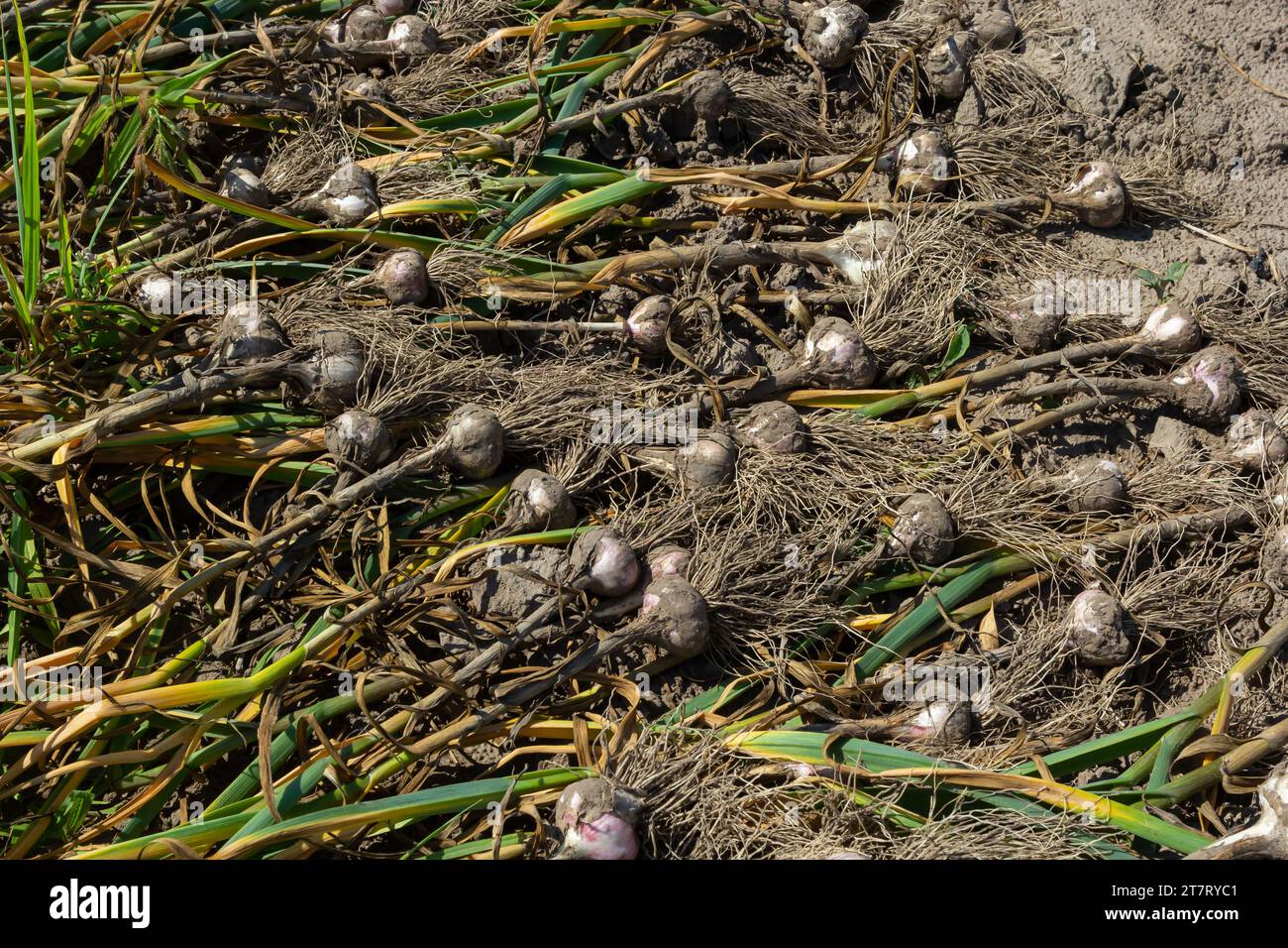 The dug-out garlic is dried on a garden bed on a summer day Stock Photo ...