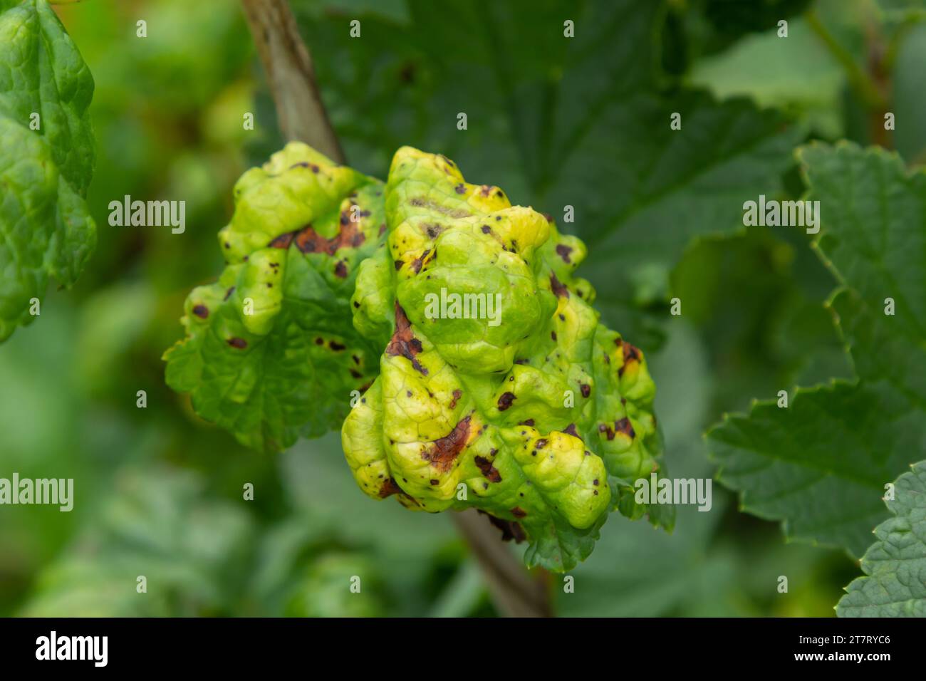 Gallic aphid on the leaves of red currant. The pest damages the currant ...