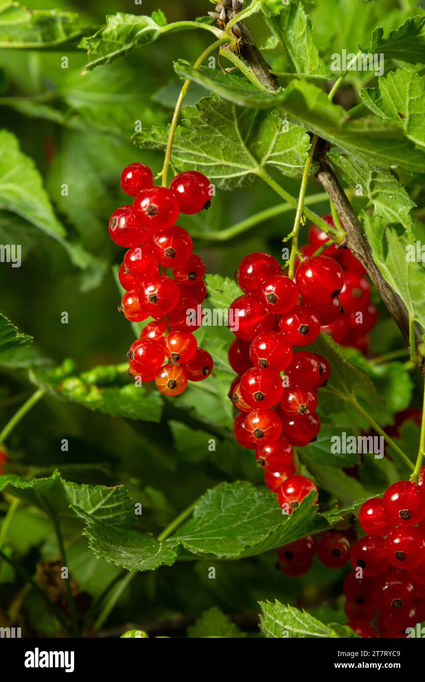 red currant grows on a bush in the garden, berry, harvest, summer ...