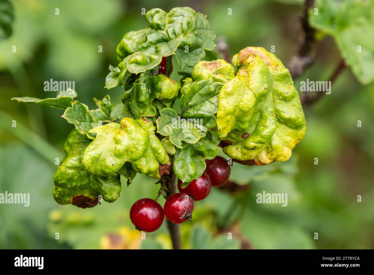 Gallic aphid on the leaves of red currant. The pest damages the currant ...