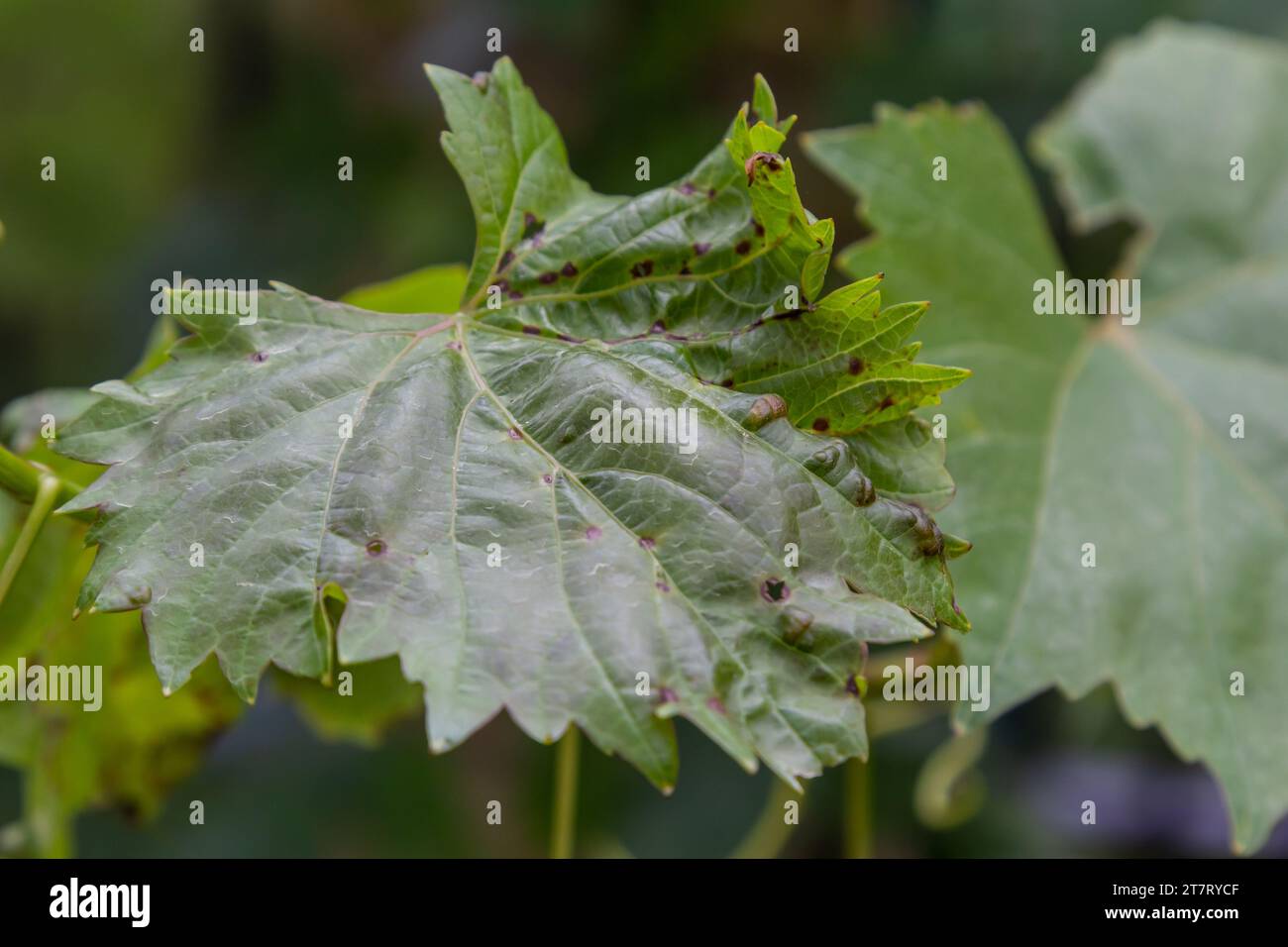 Grapevine leaves with Erinosis, a disease of the mite Colomerus vitis ...