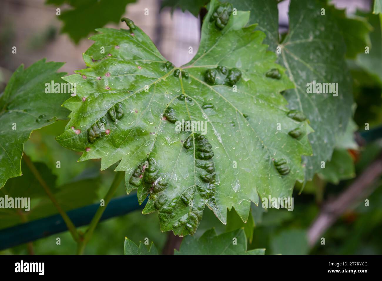Grapevine leaves with Erinosis, a disease of the mite Colomerus vitis ...