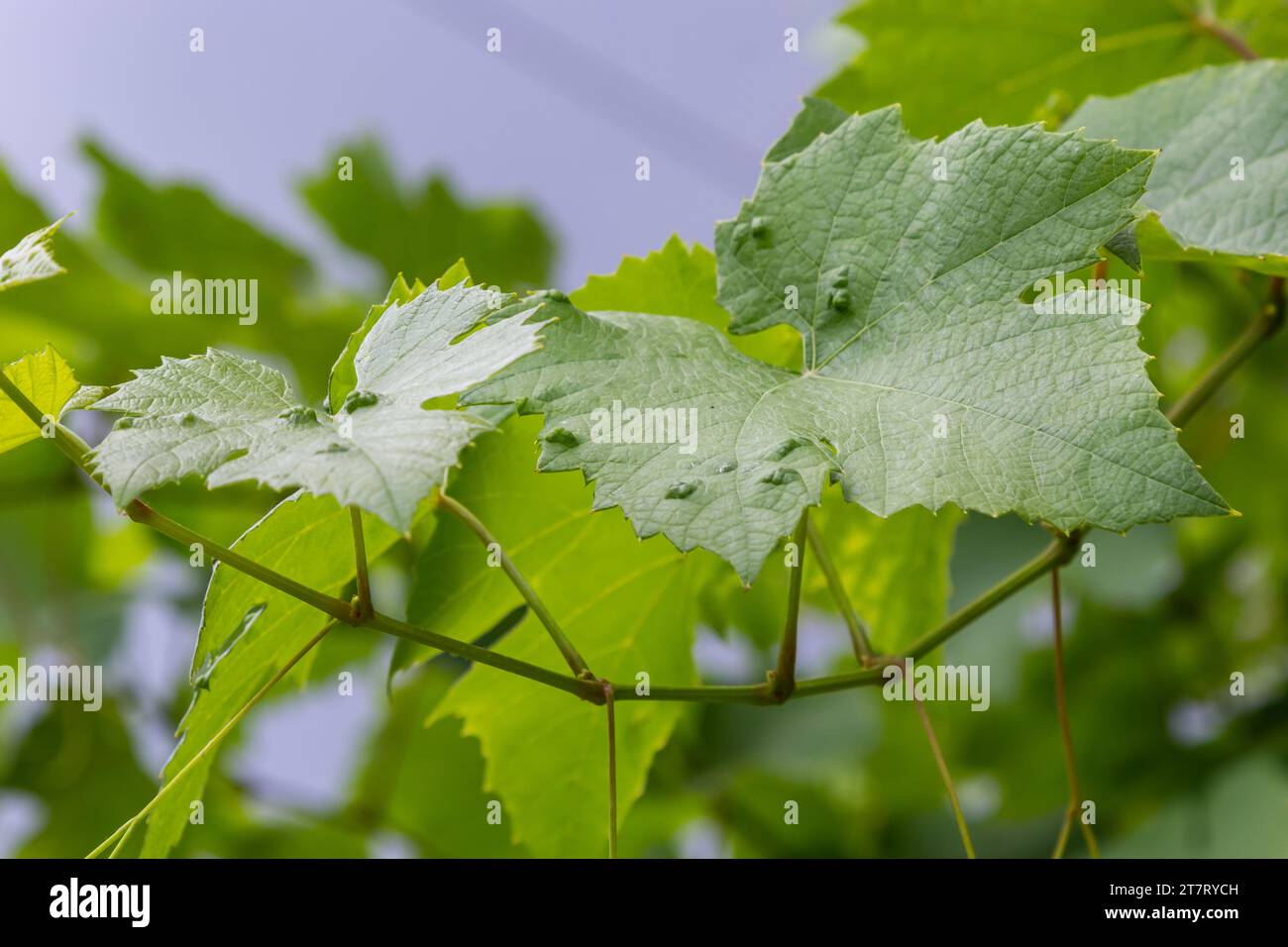 Grapevine leaves with Erinosis, a disease of the mite Colomerus vitis ...