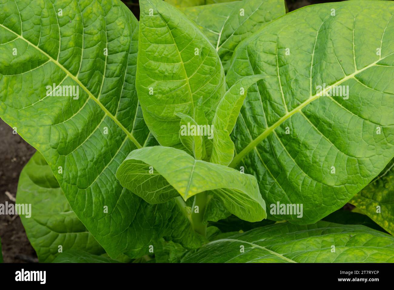 Tobacco leaf in blurred tobacco plantation field background. Tobacco ...