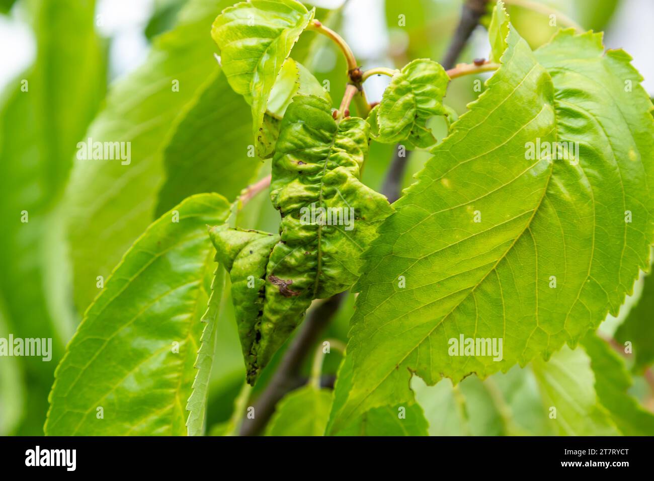 Twisted leaves of cherry. Cherry branch with wrinkled leaves affected by black aphid. Aphids ...