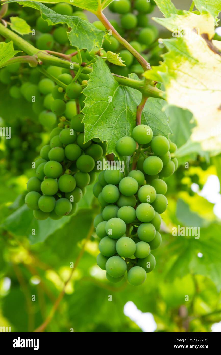 Grape trellis garden hi-res stock photography and images - Alamy