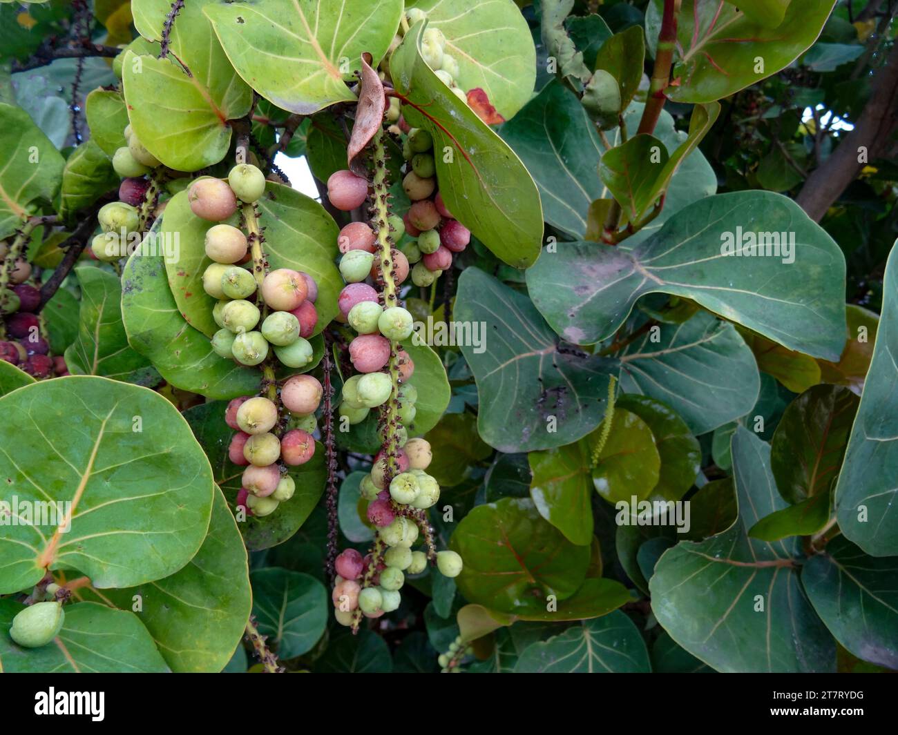 Natural close up plant portrait of Coccoloba uvifera, seaside grape ...