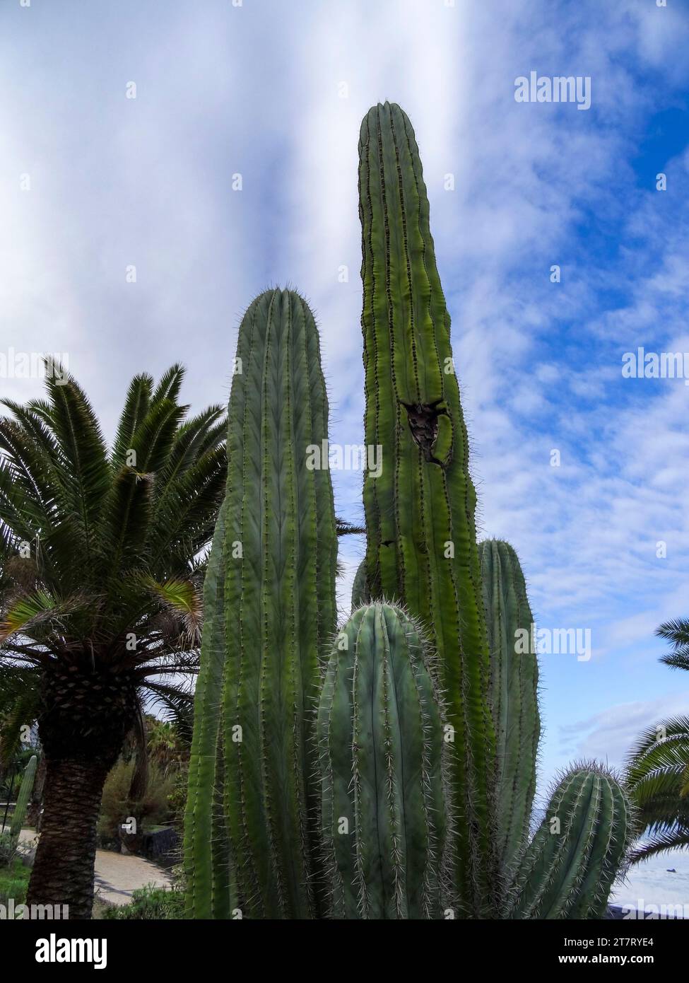Natural flowering plant portrait of Saguaro cactus showing growth ...