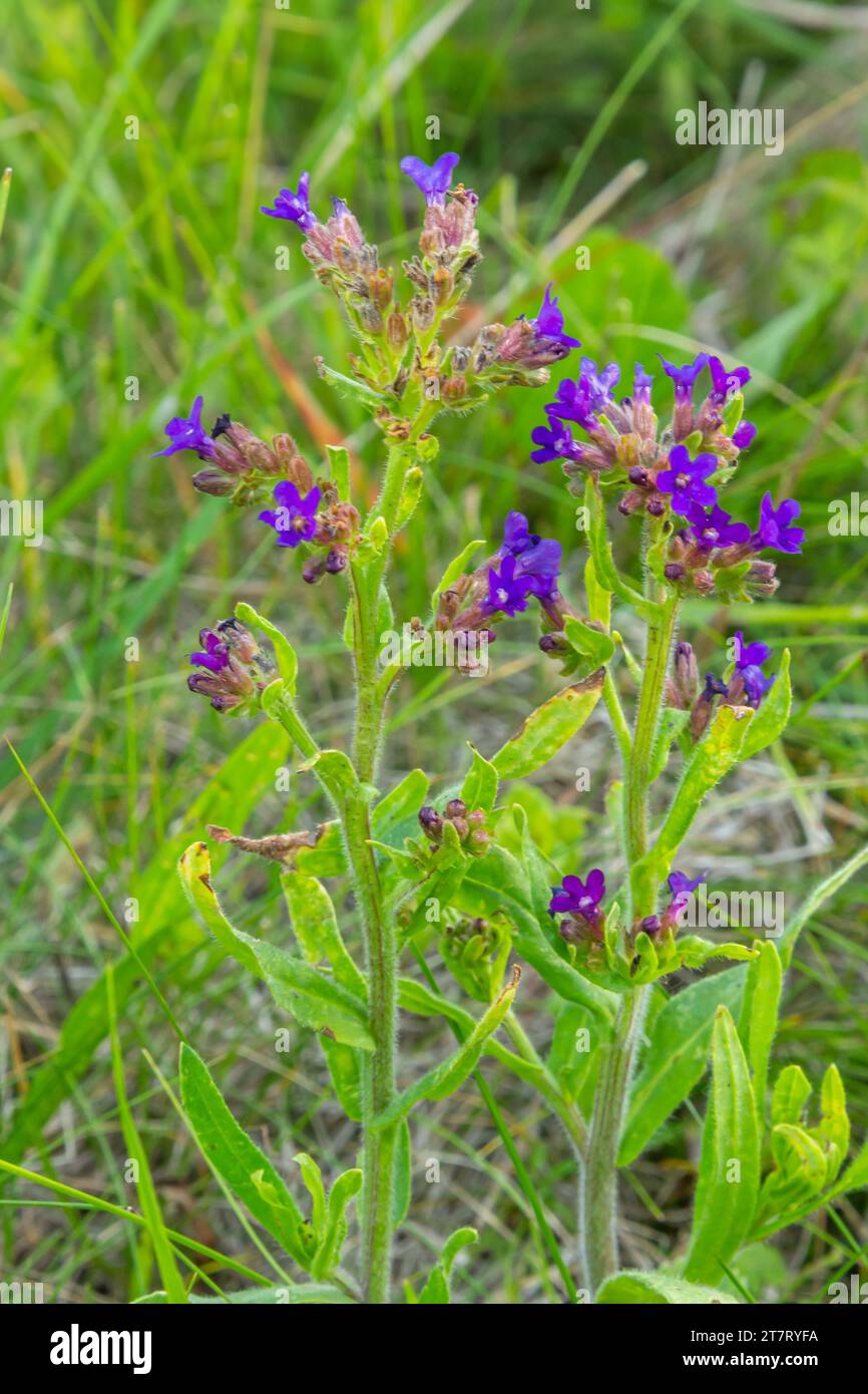 Anchusa officinalis, Alkanet, Common bugloss. Summer, dawn. Dew drops ...