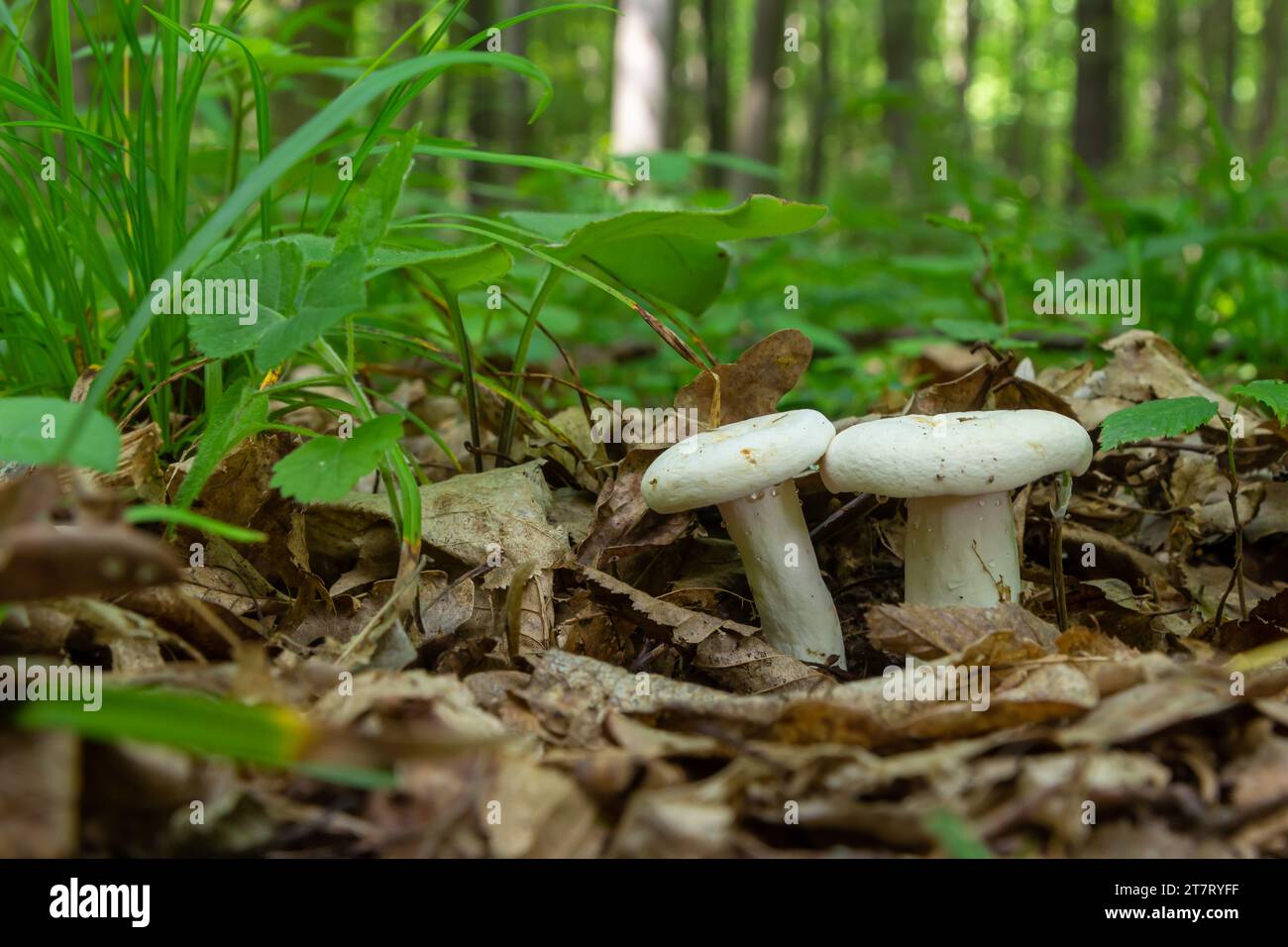 Lactarius piperatus or Peppery milkcap, widespread and popular edible ...