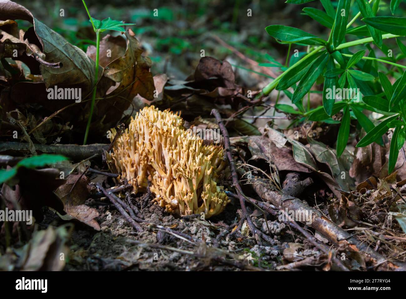 Ramaria stricta mushrooms growing in the forest. Ramaria Stricta Stock ...