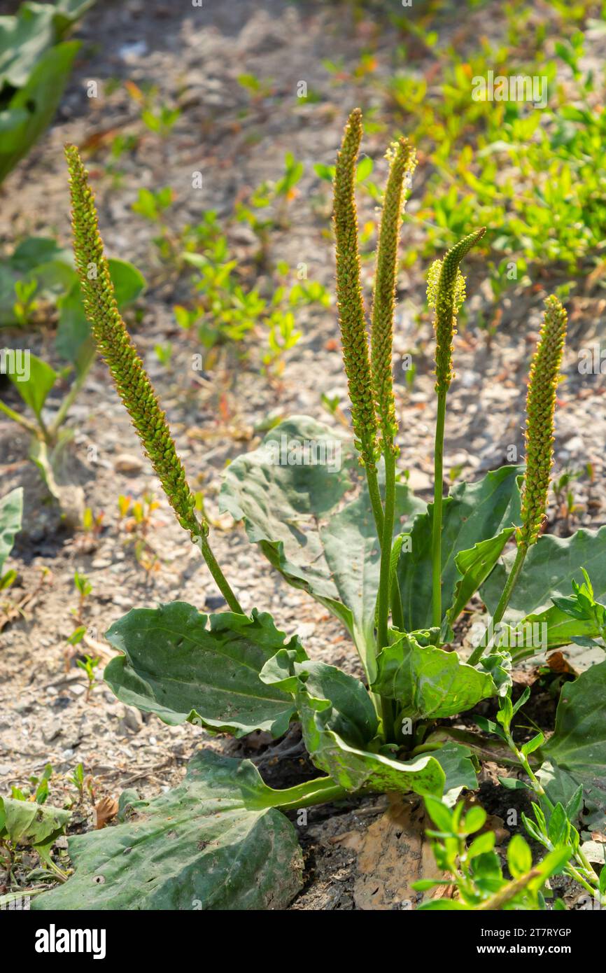 Plantain flowering plant with green leaf. Plantago major leaves and ...
