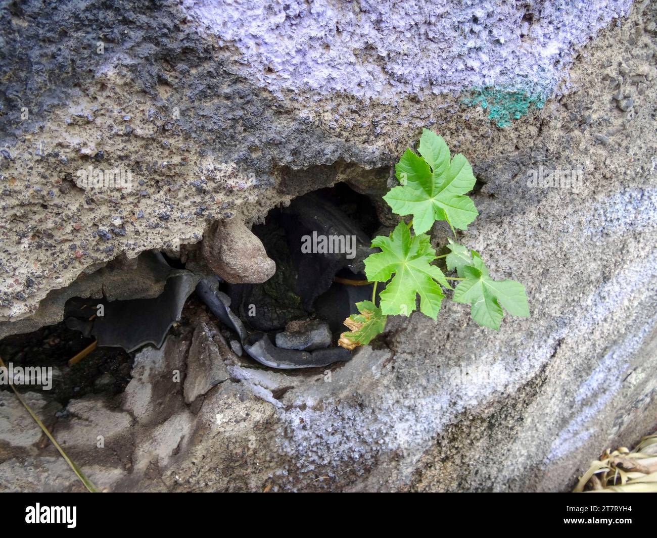 Semi abstract environmental portrait demonstrating natural patterns ...