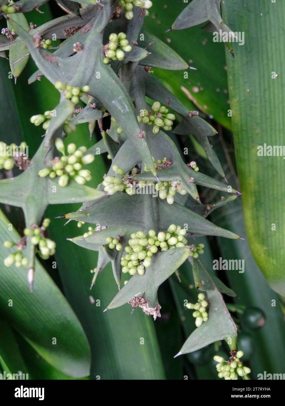 Natural close up flowering plant portrait of the stunningly spikey ...