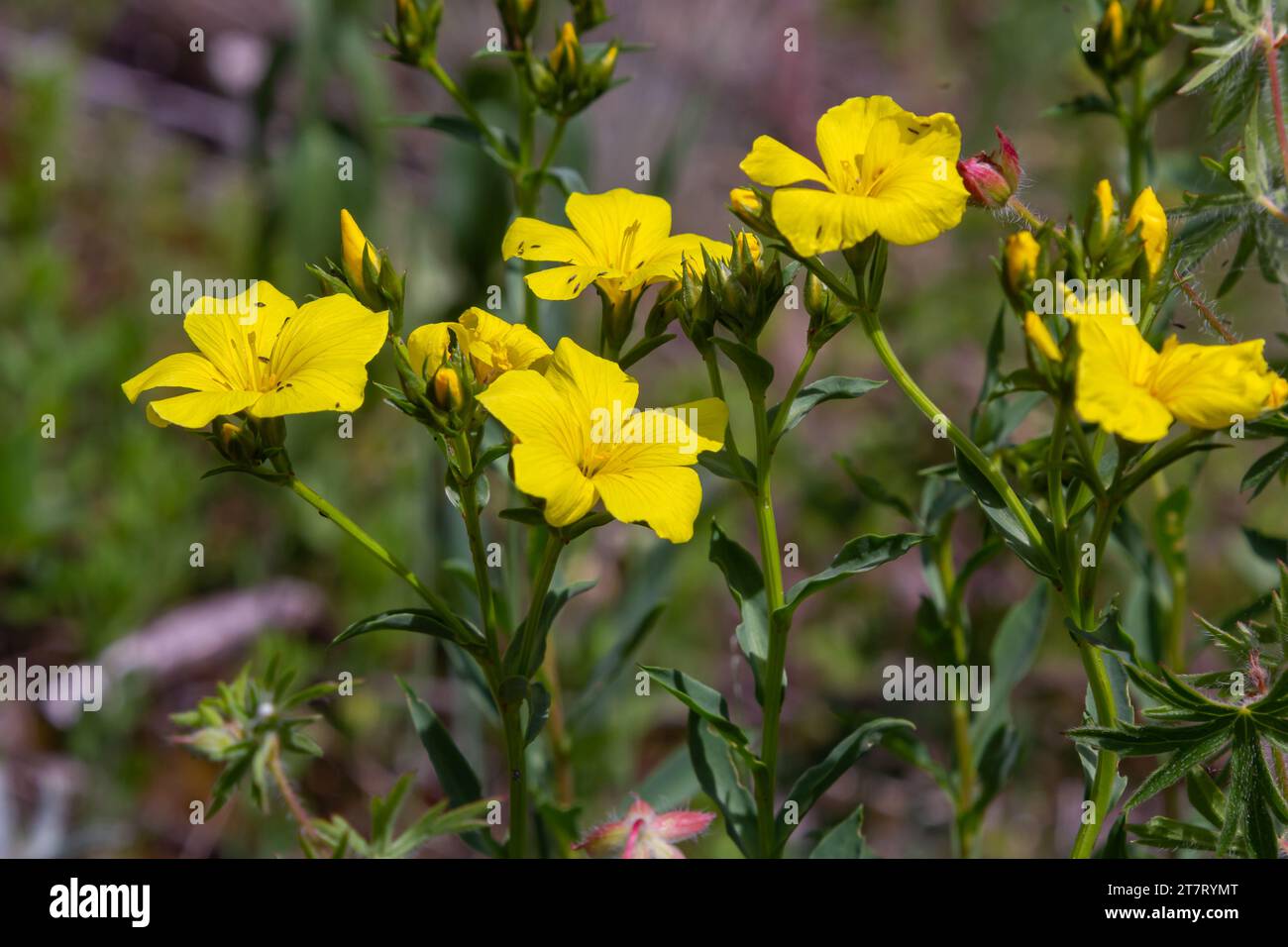 Beautiful bright yellow flowers of golden flax. Mountain flowers ...