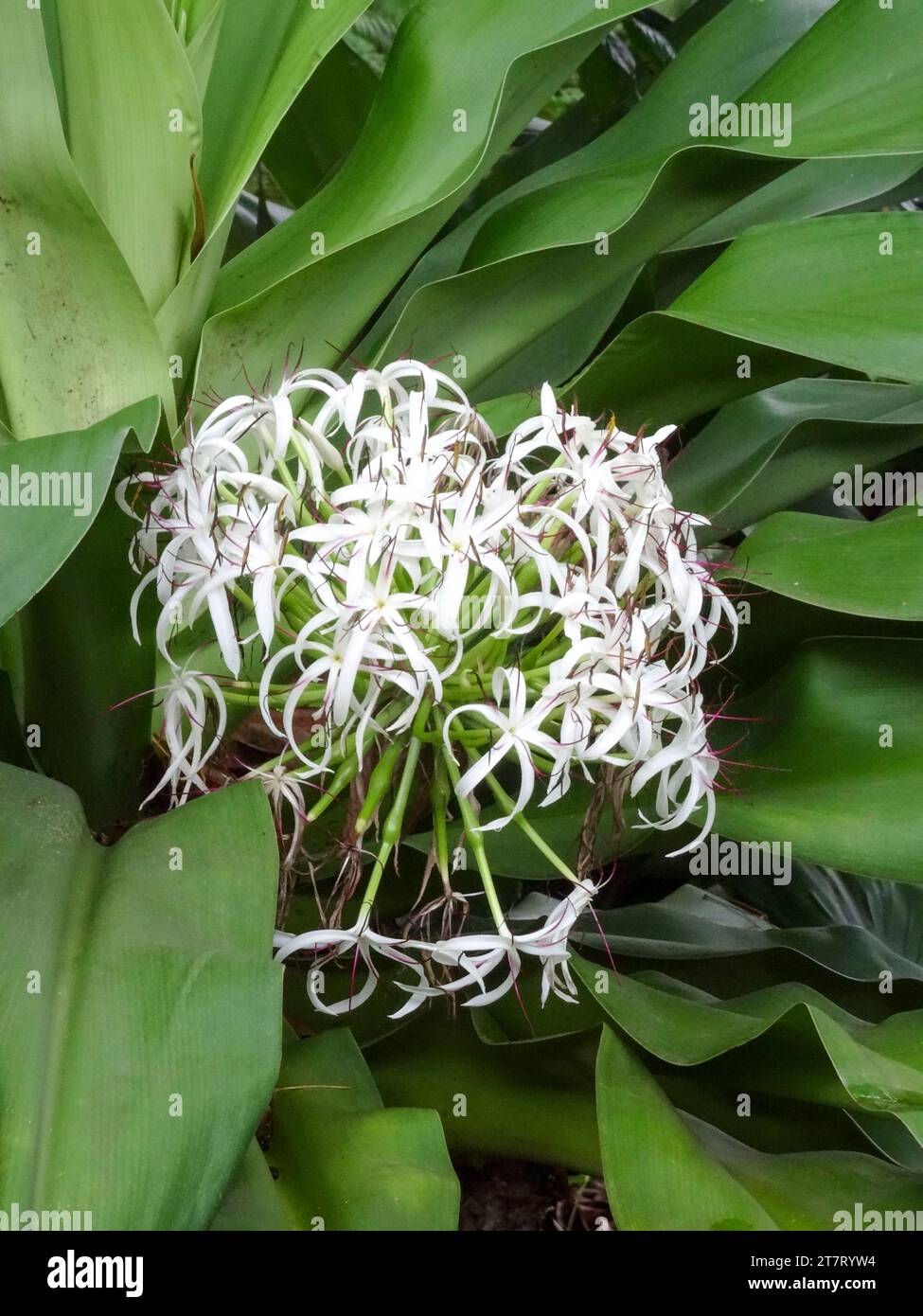 Natural close up flowering plant portrait of Crinum Asiaticum Stock ...
