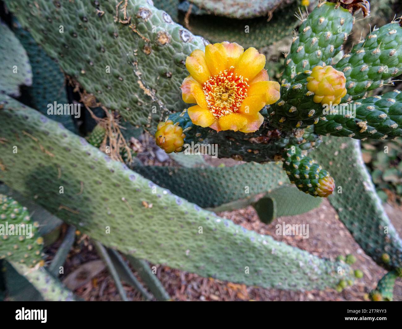 Natural close up environmental patterns portrait of Consolea sp ...
